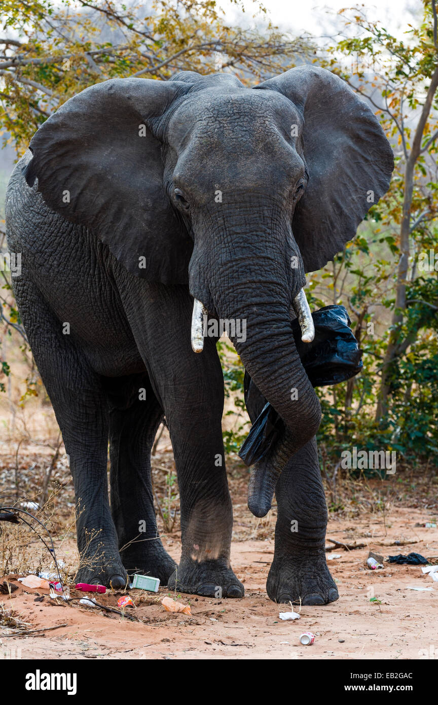 An African Elephant chewing on a plastic bag from a garbage bin Stock ...