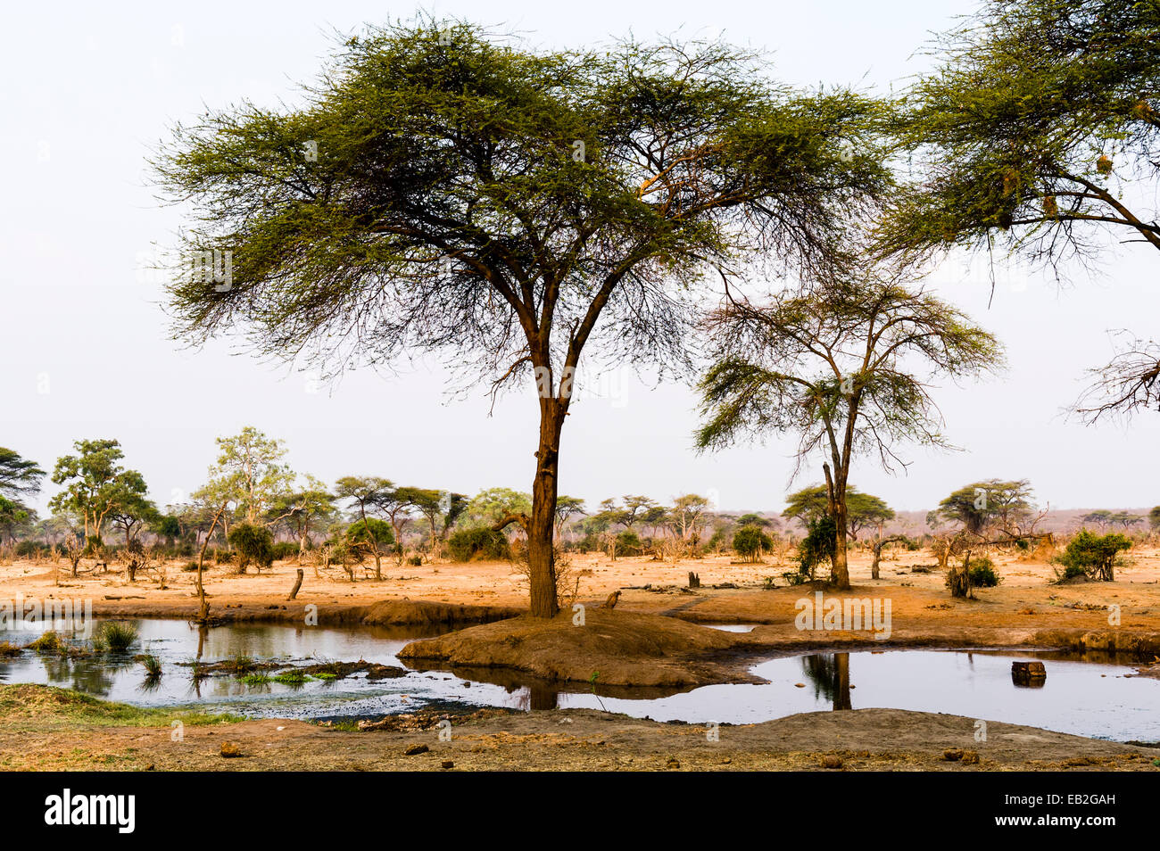 A spring fed waterhole is an oasis to wildlife during the dry season ...