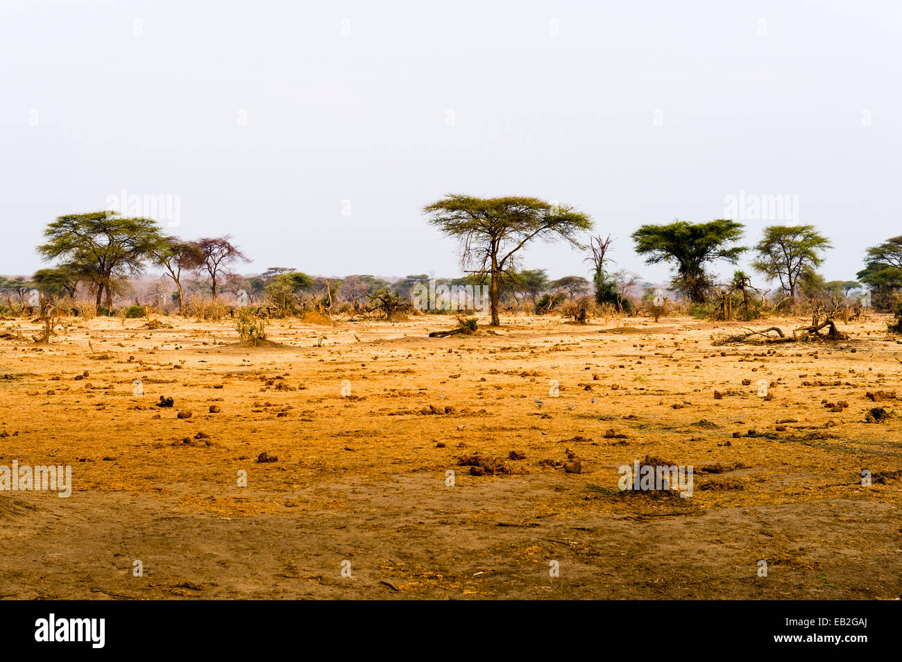 A dry season savannah plain denuded by elephants and grazing animals ...