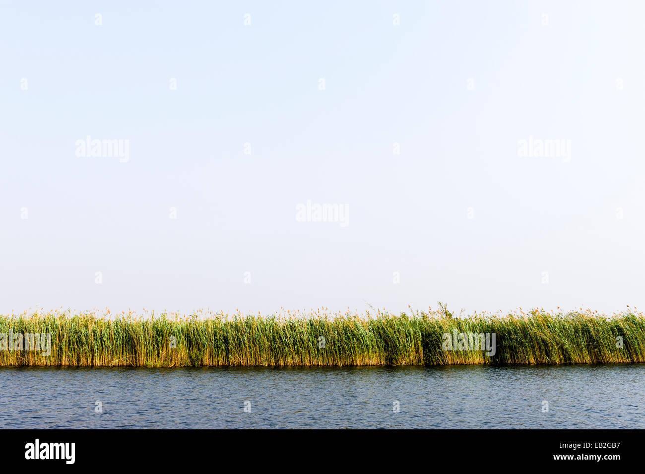 Shore reeds hi-res stock photography and images - Alamy