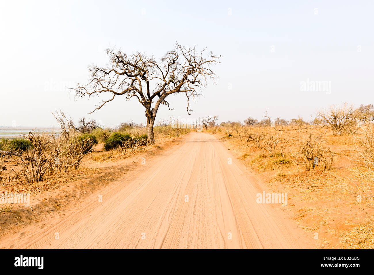 A sand track through parched bushveld at the height of the dry season ...