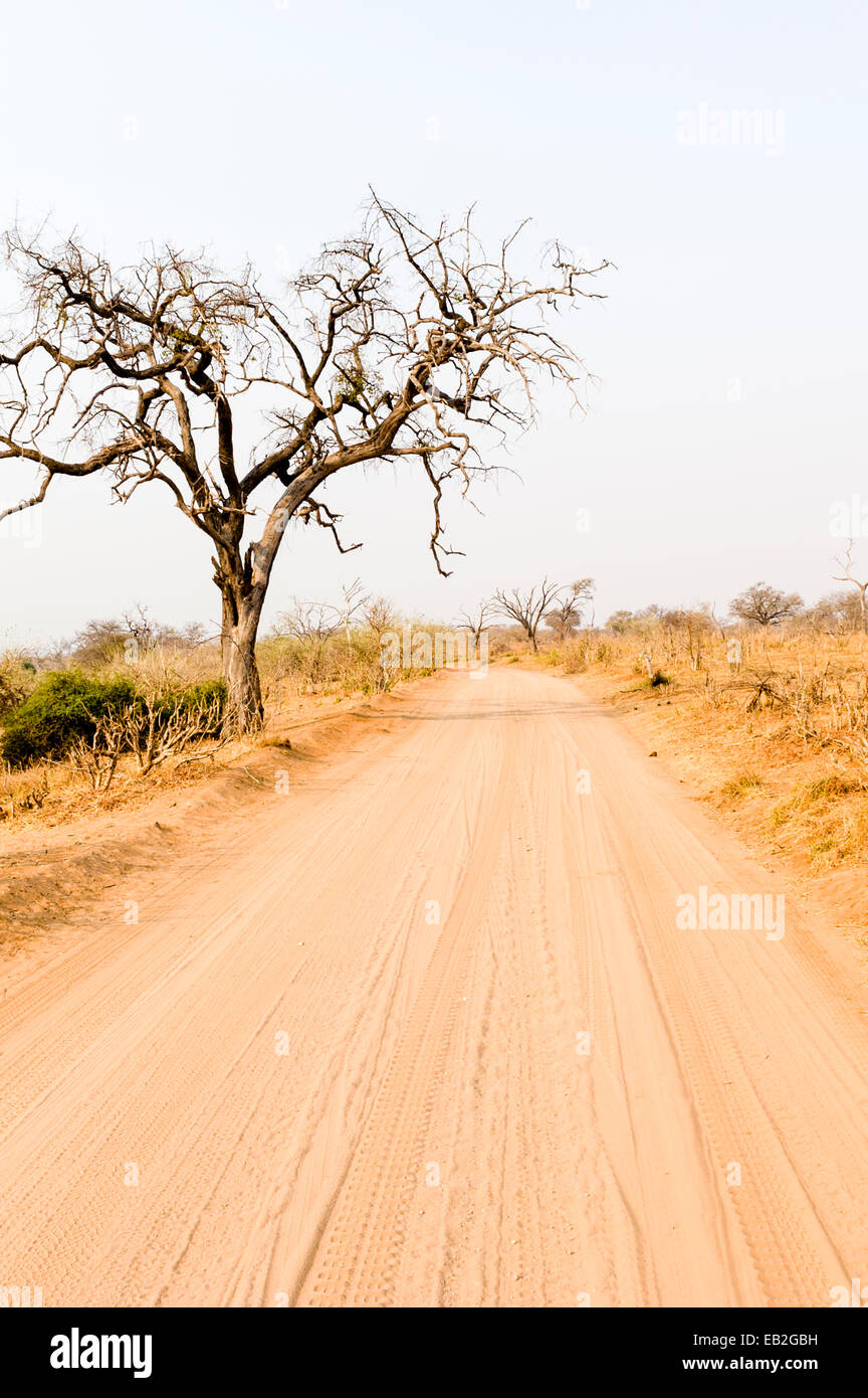A sand track through parched bushveld at the height of the dry season ...