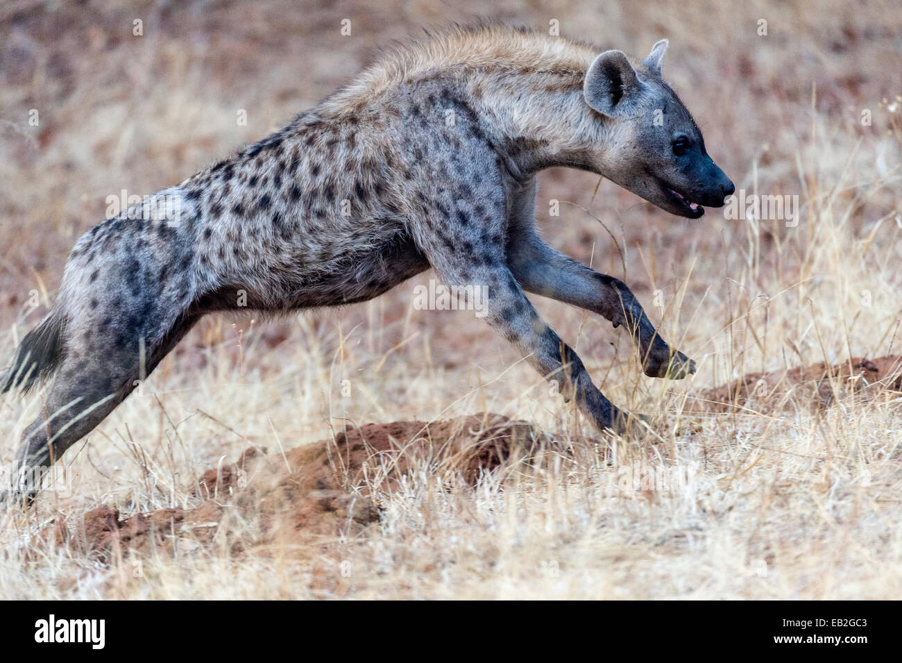 Spotted Hyena Running