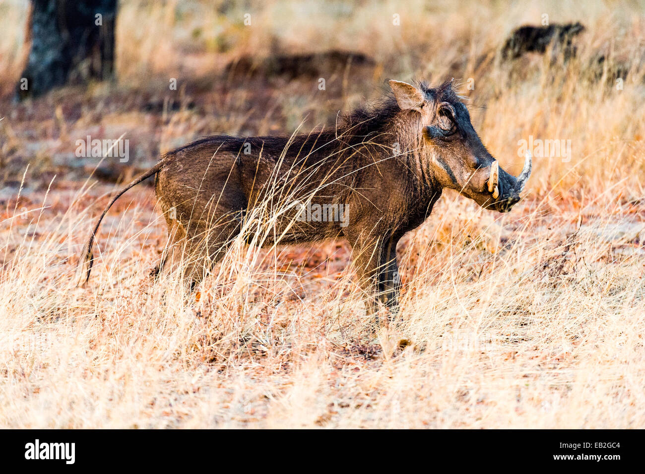 A large male Warthog standing alert in the forest with menacing tusks ...