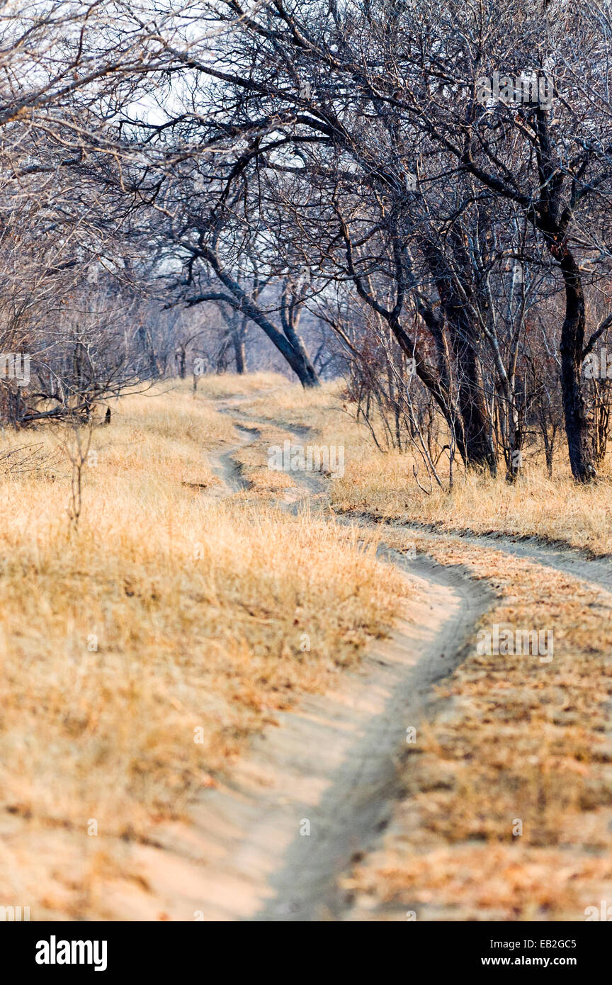 A sand track winds into a parched bushveld forest in the dry season ...
