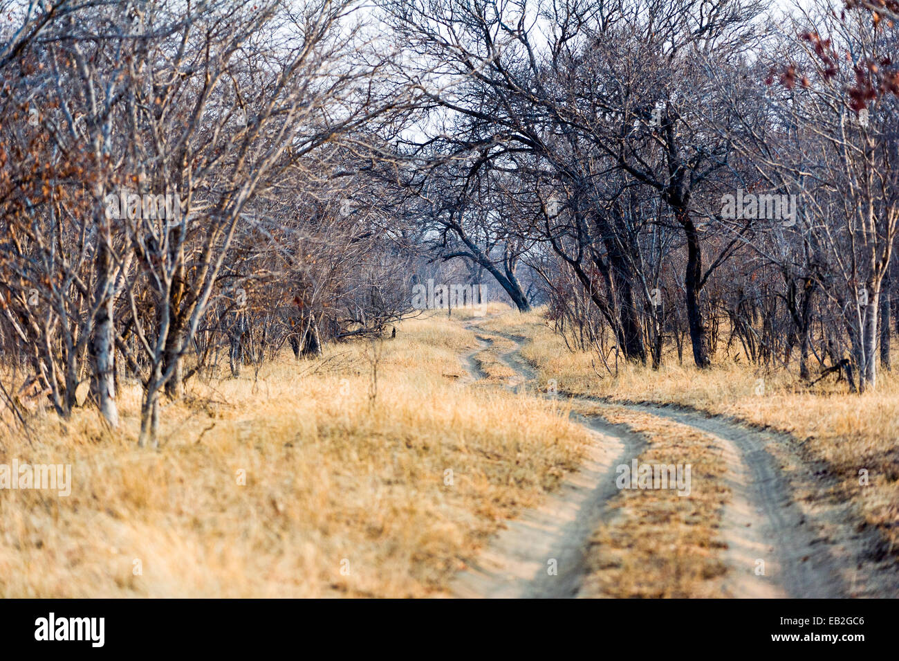 A sand track winds into a parched bushveld forest in the dry season ...
