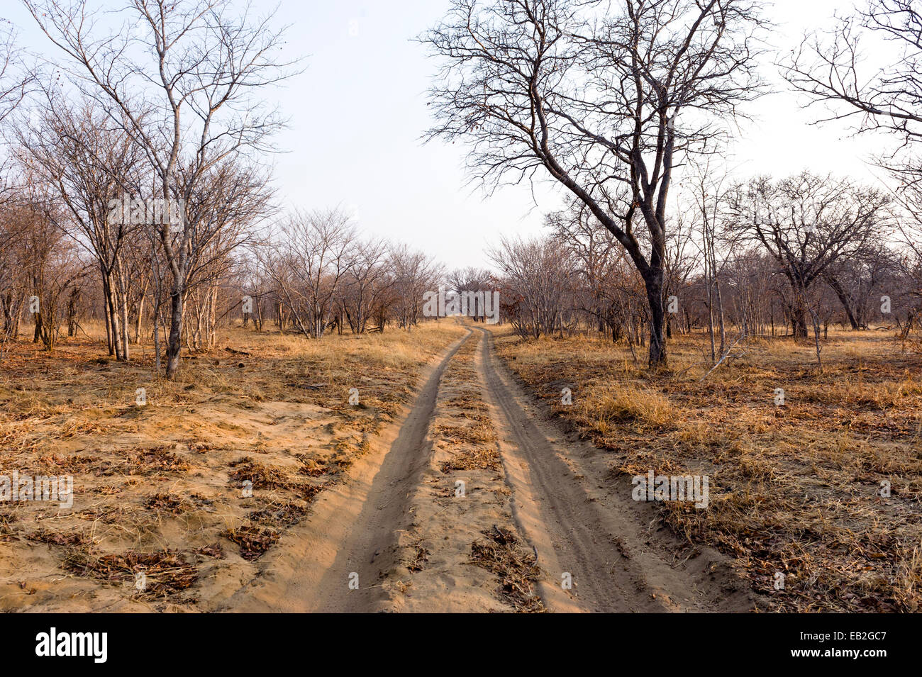 A sand track winds into a parched bushveld forest in the dry season ...