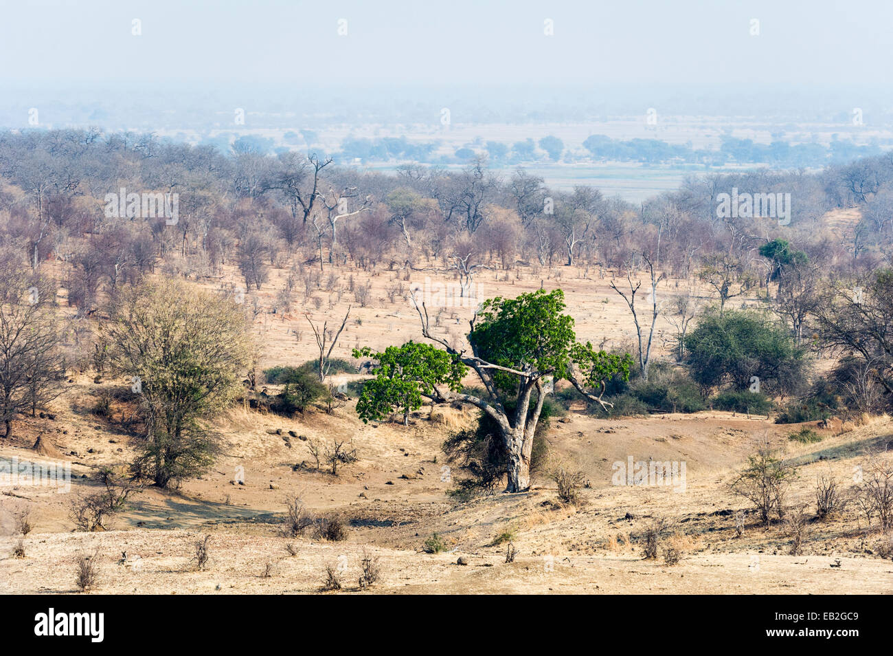 A parched and scorched bushveld forest at the peak of the dry season ...