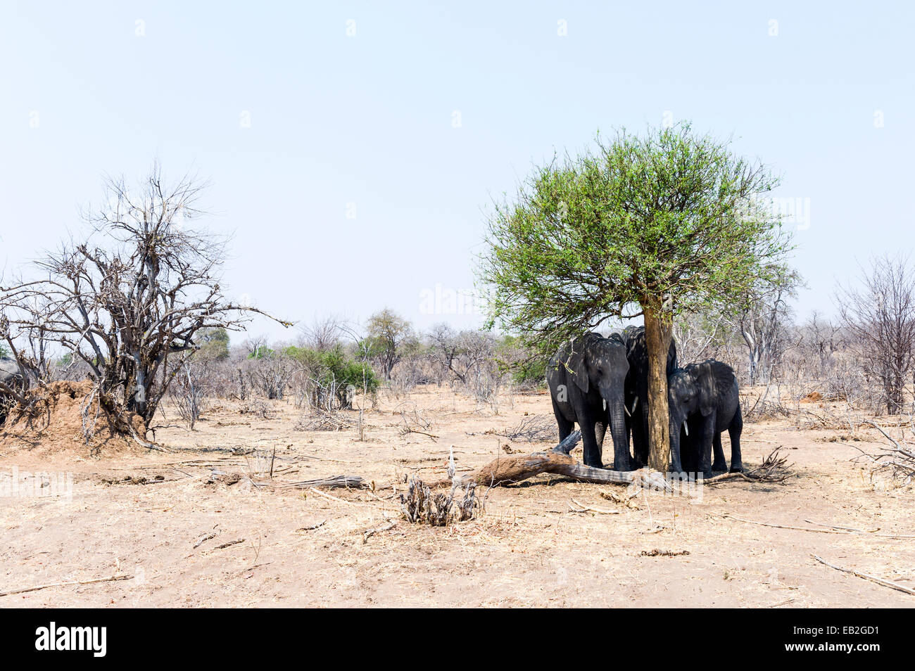 African Elephants shelter from the scorching sun under a trees shade ...