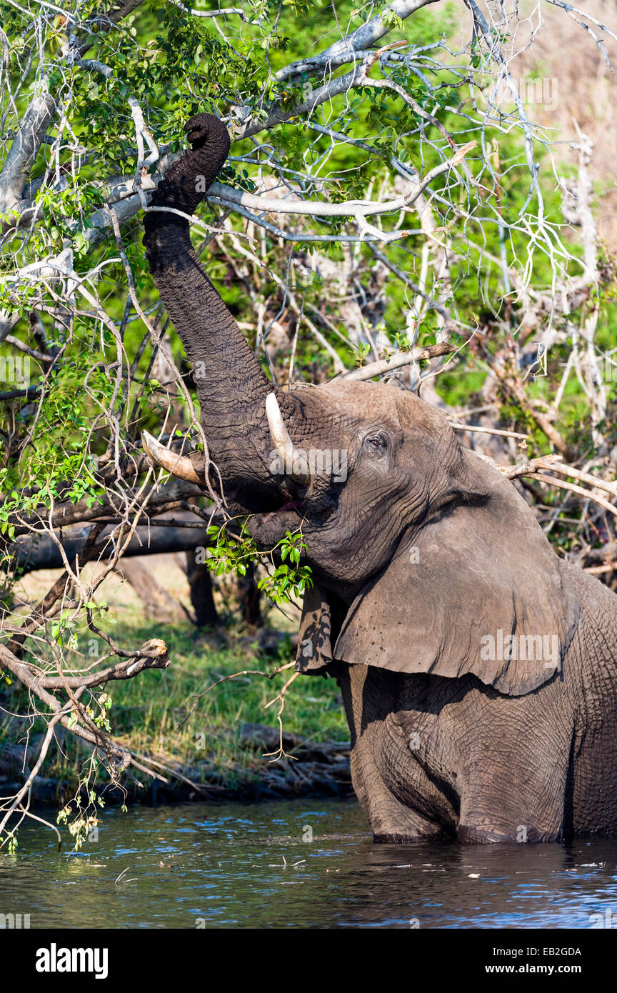 African Elephant Knee High Resolution Stock Photography and Images - Alamy