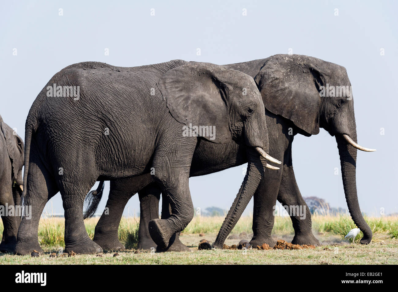 A pair of African Elephants migrate across a dry season floodplain ...