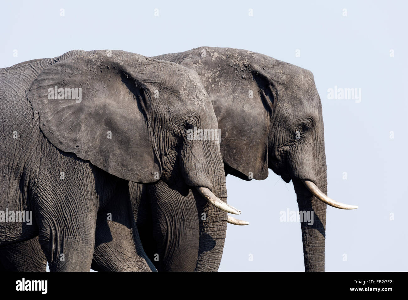 A pair of African Elephants migrate across a dry season floodplain ...