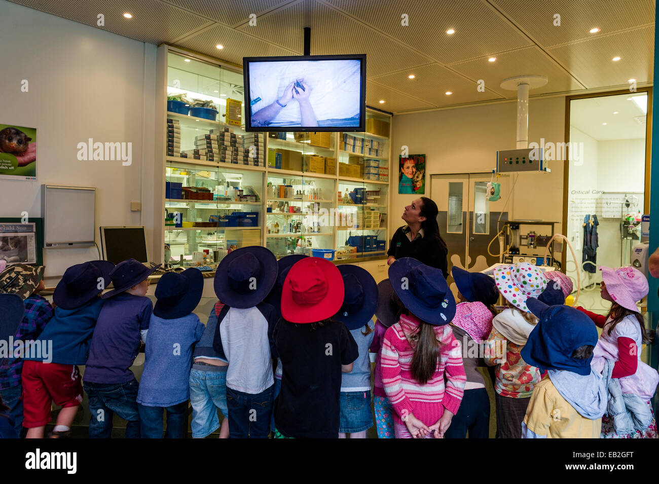 School children watch a vet caring for an animal on a television screen ...