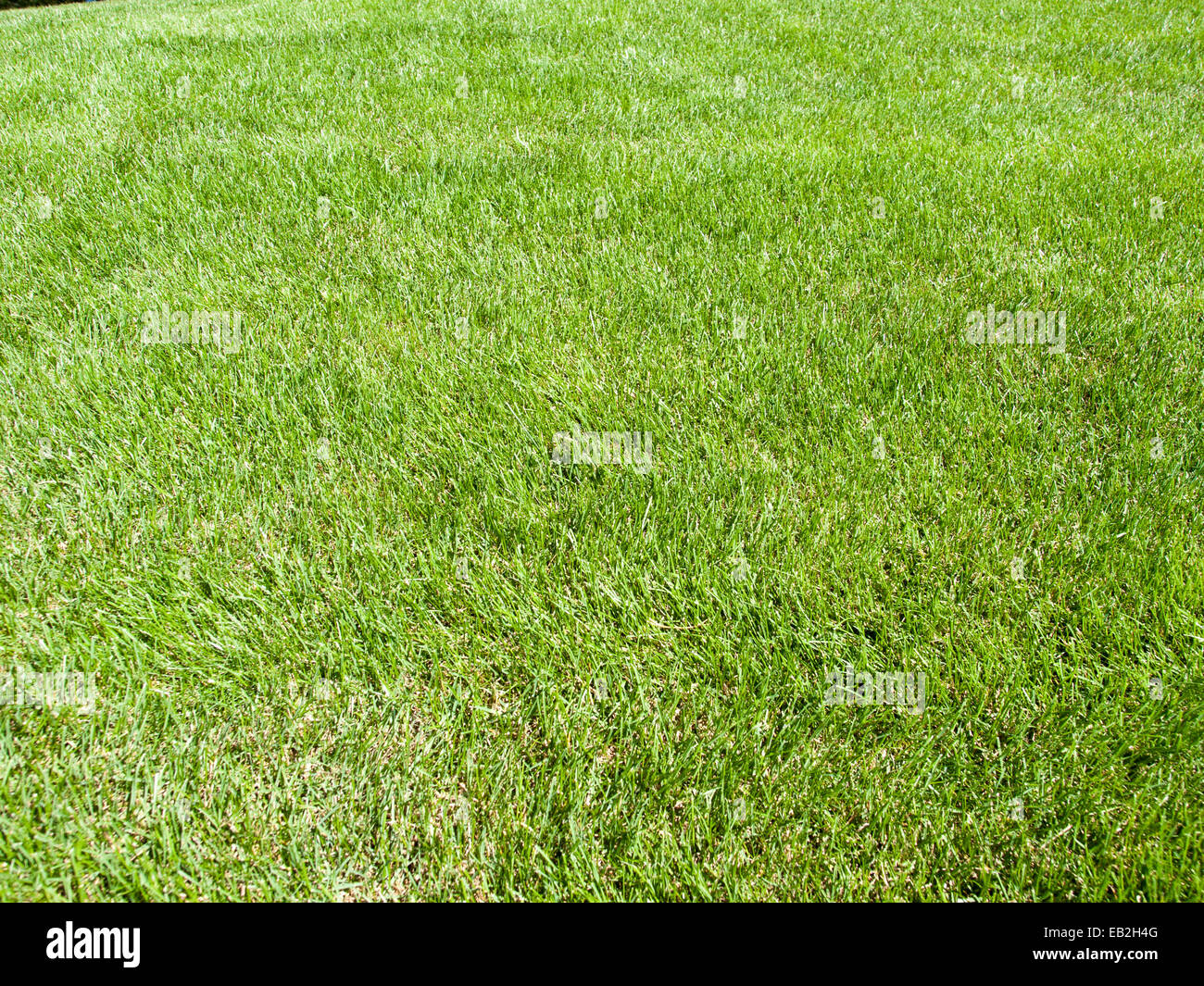 How to grow grass hi-res stock photography and images - Alamy