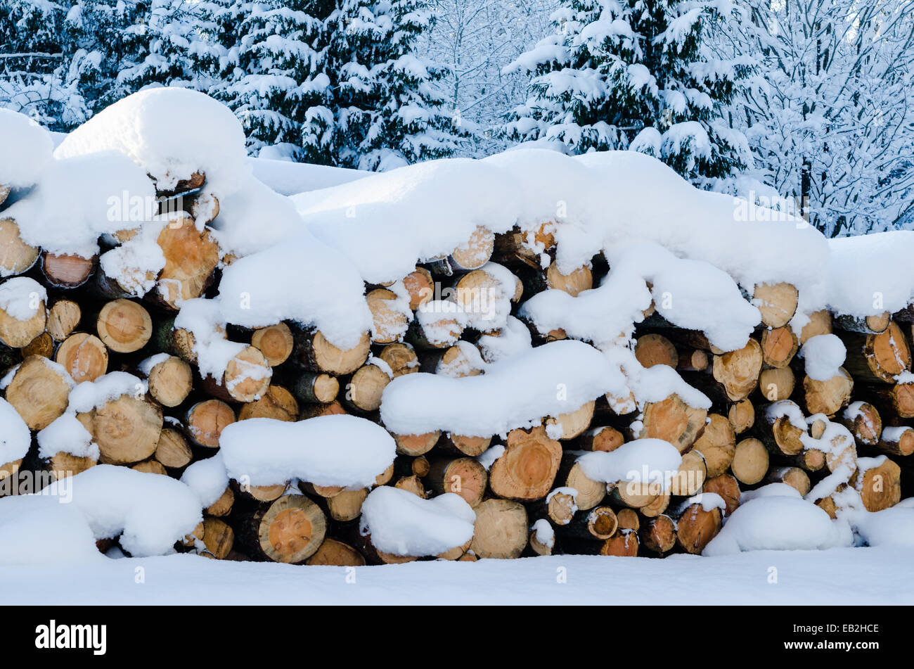 The cut logs in a winter wood under snowdrifts Stock Photo - Alamy