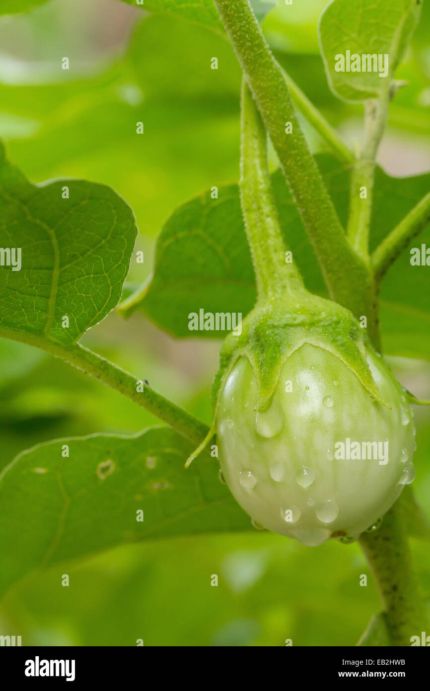 Green cockroach berry on nature plant tree Stock Photo - Alamy