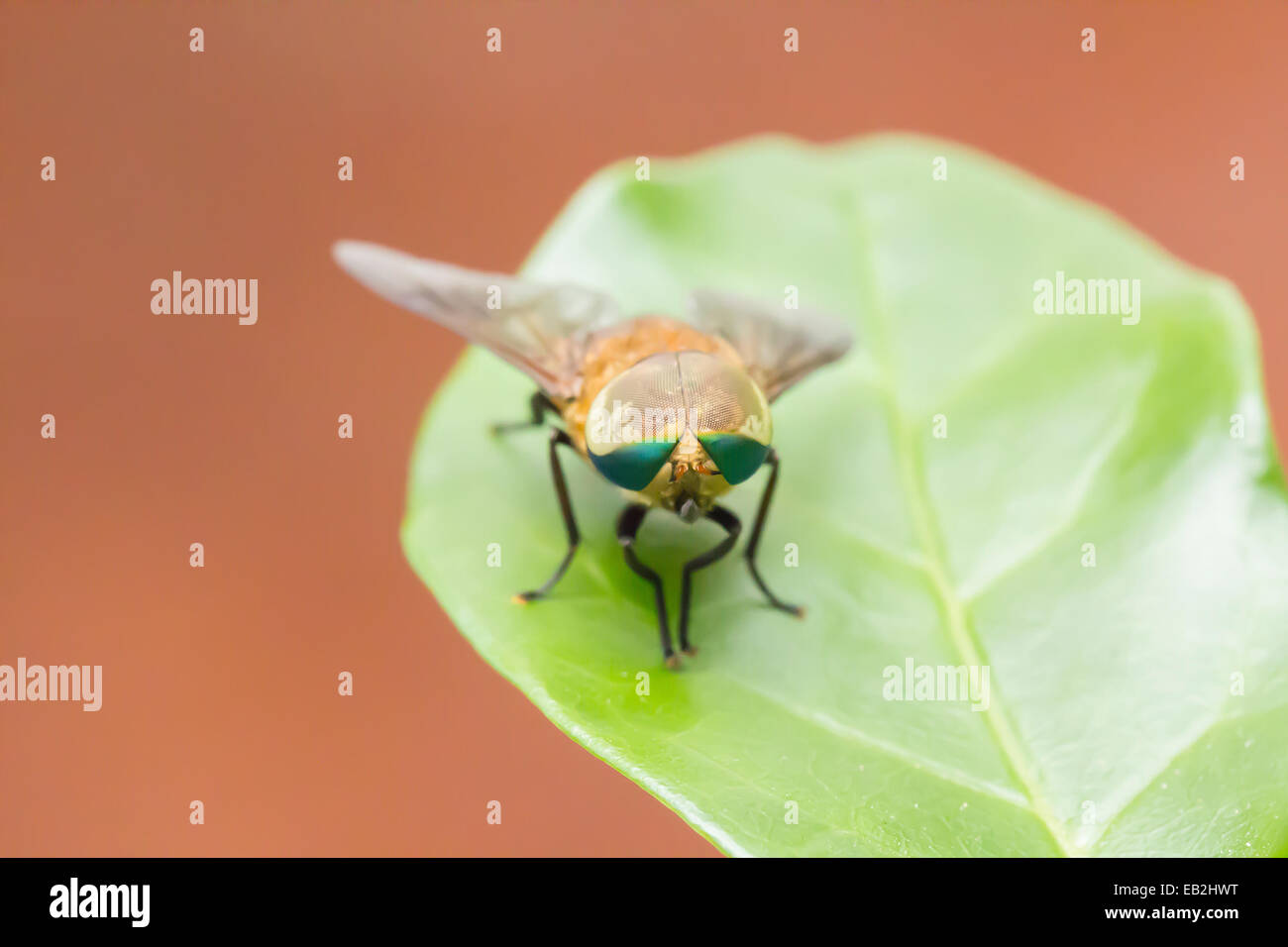 Fruit fly eye closeup hi-res stock photography and images - Alamy