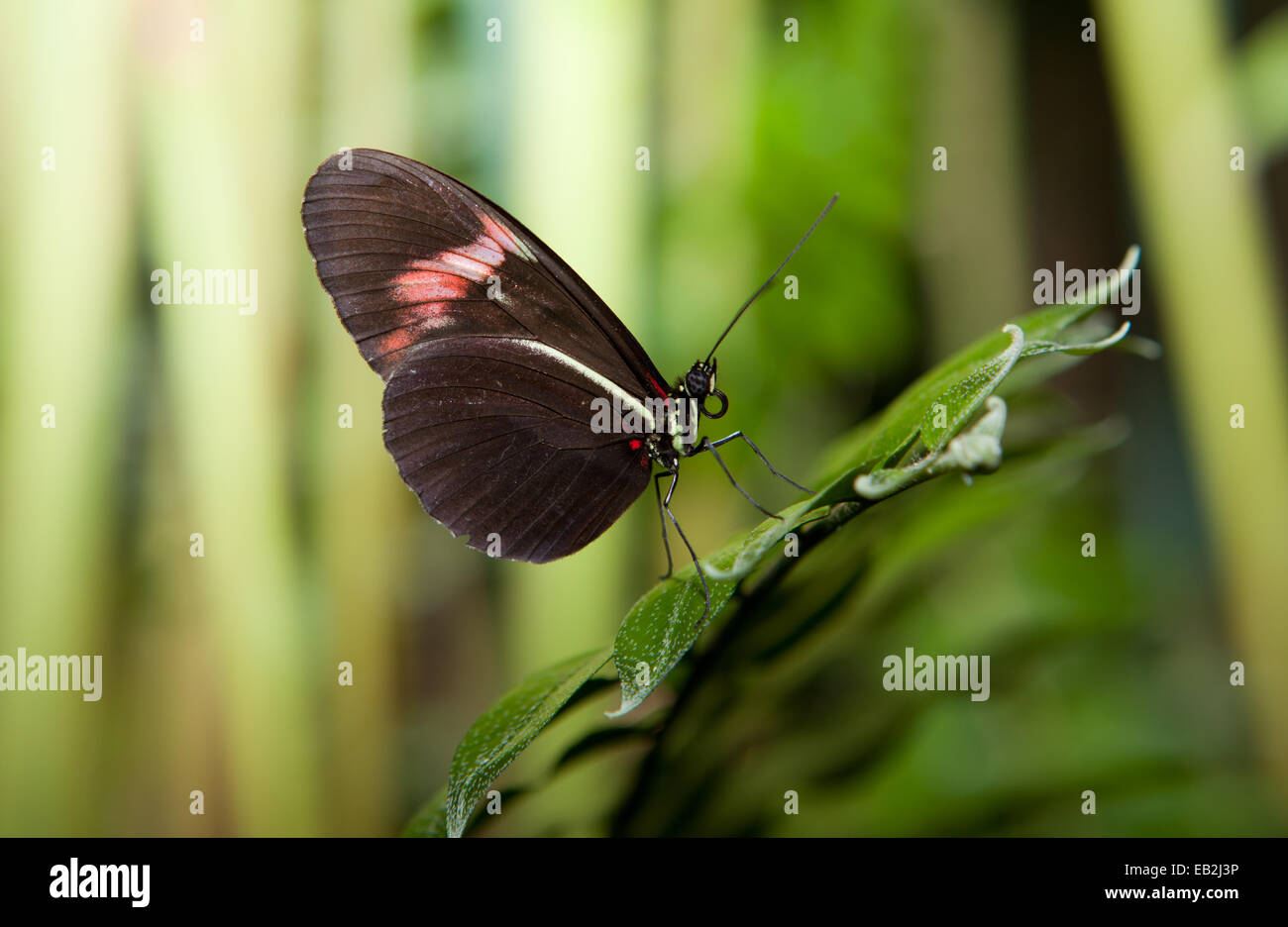 The Postman Butterfly, Heliconius melpomene. These type of Butterflies ...