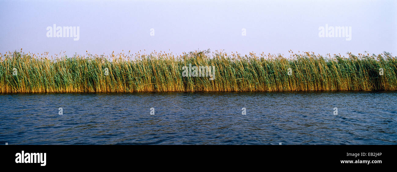 A dense wall of impenetrable reeds lines the shoreline of a wide river ...
