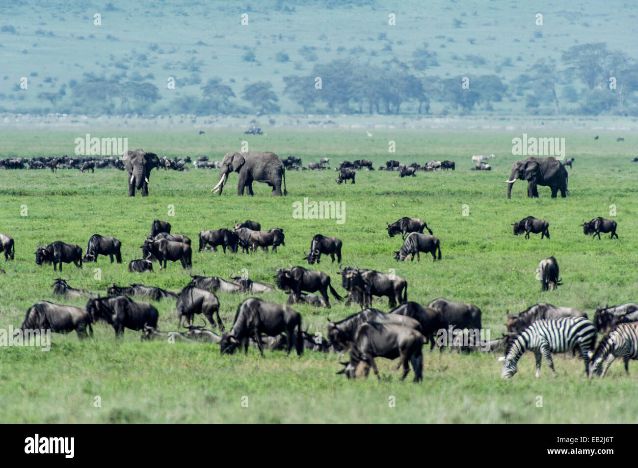 Species of extinct quagga hi-res stock photography and images - Alamy