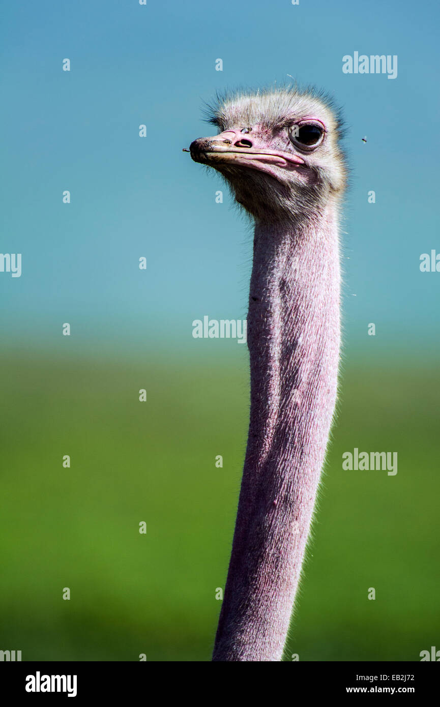 Elongated Neck High Resolution Stock Photography and Images - Alamy