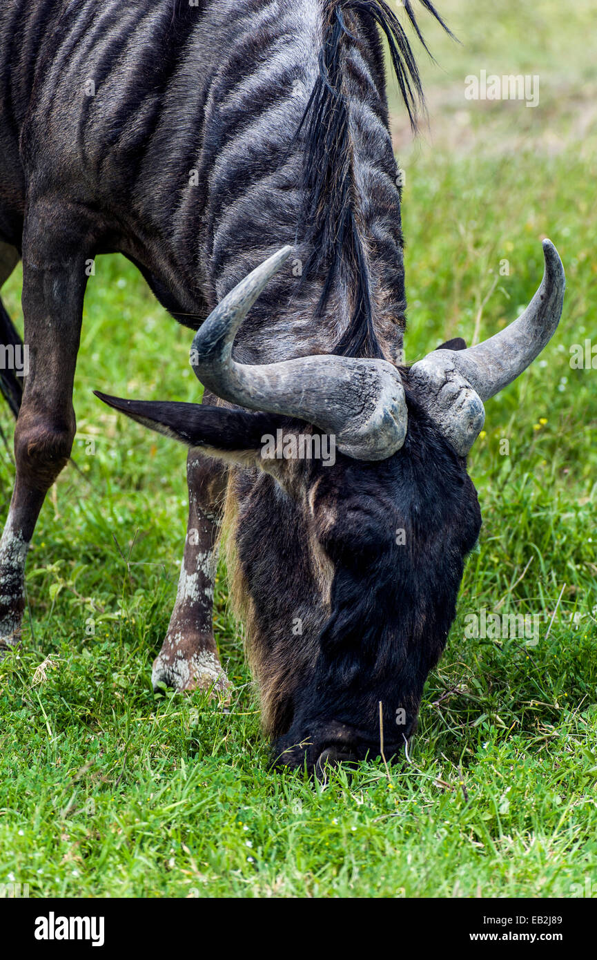 Blue wildebeest eating grass hi-res stock photography and images - Alamy