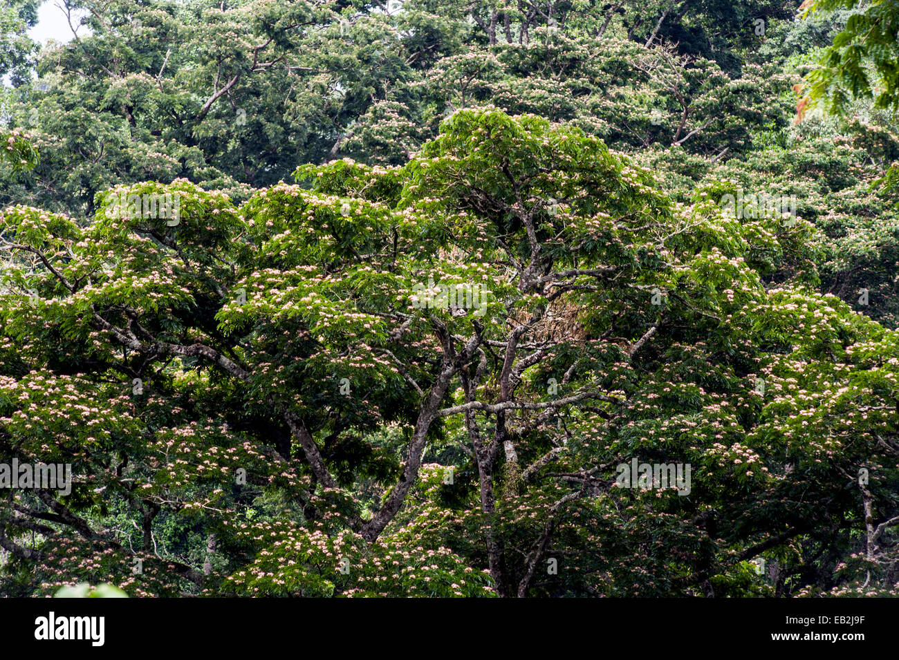Dense evergreen forests and highland trees cover the steep slopes of a ...