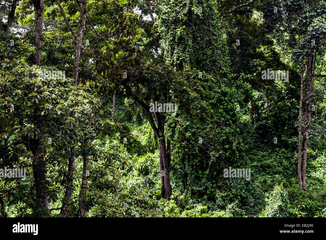 Dense evergreen forests and highland trees cover the steep slopes of a ...