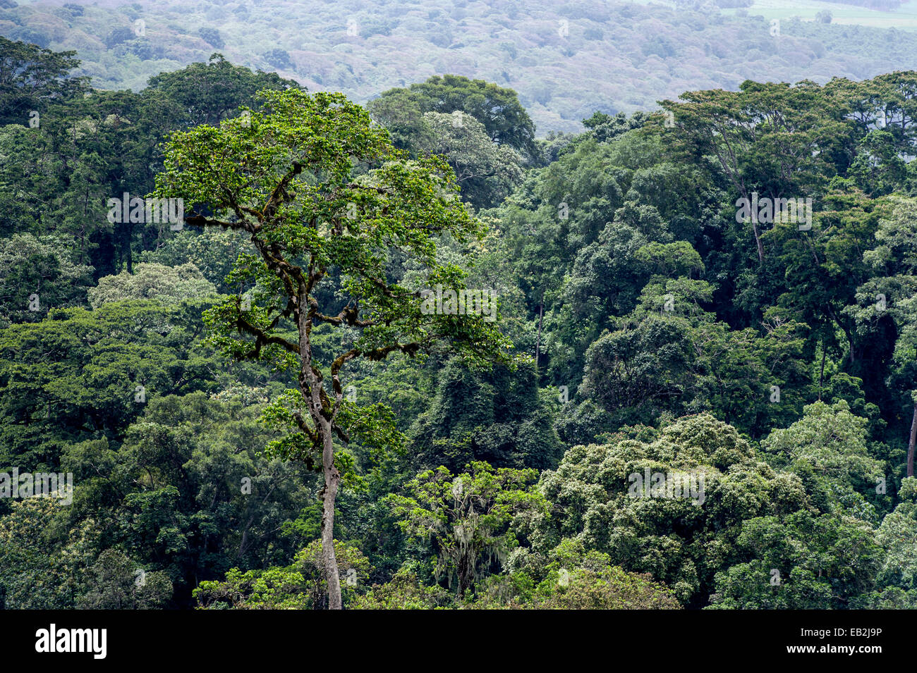 Dense evergreen forests and highland trees cover the steep slopes of a ...