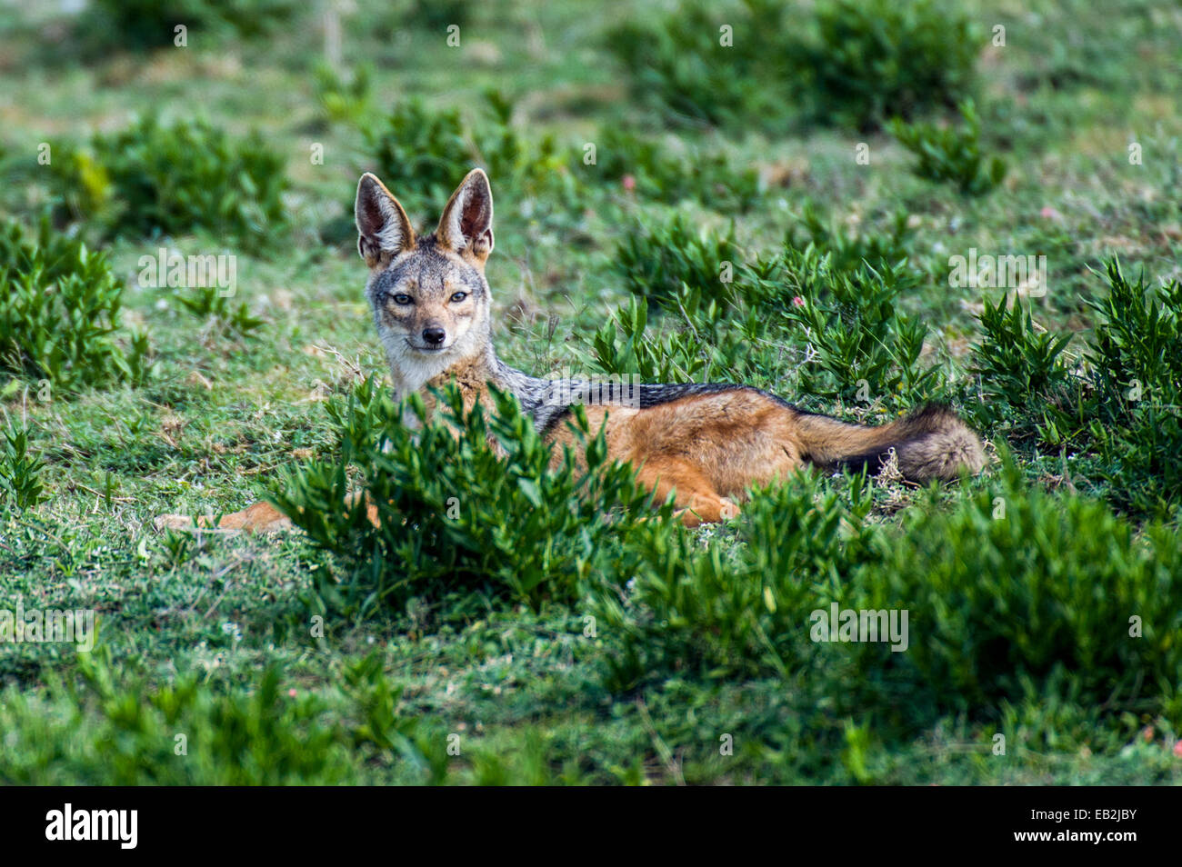 An alert Black-backed Jackal resting after feeding on a Blue Wildebeest ...