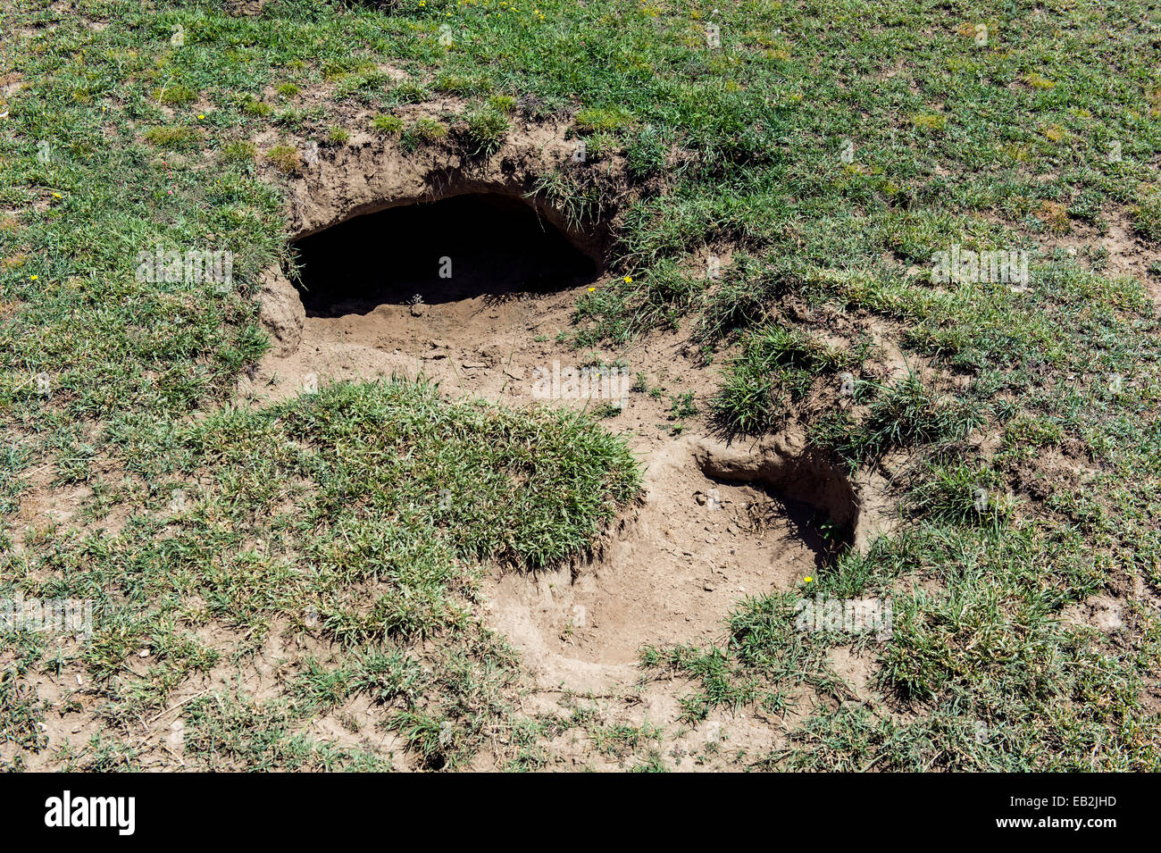 A Spotted Hyena den entrance on the surface of a grassy savannah plain ...