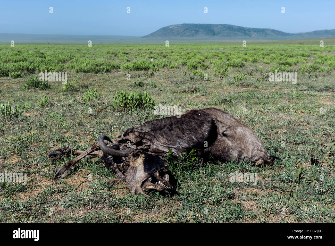 The desiccated carcass of a dead Blue Wildebeest on a vast short grass ...