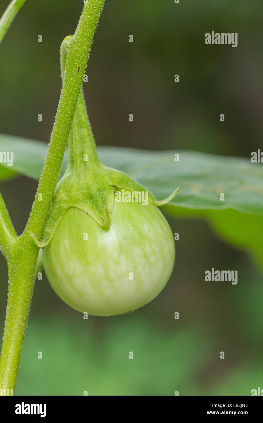 Green cockroach berry on nature plant tree Stock Photo - Alamy