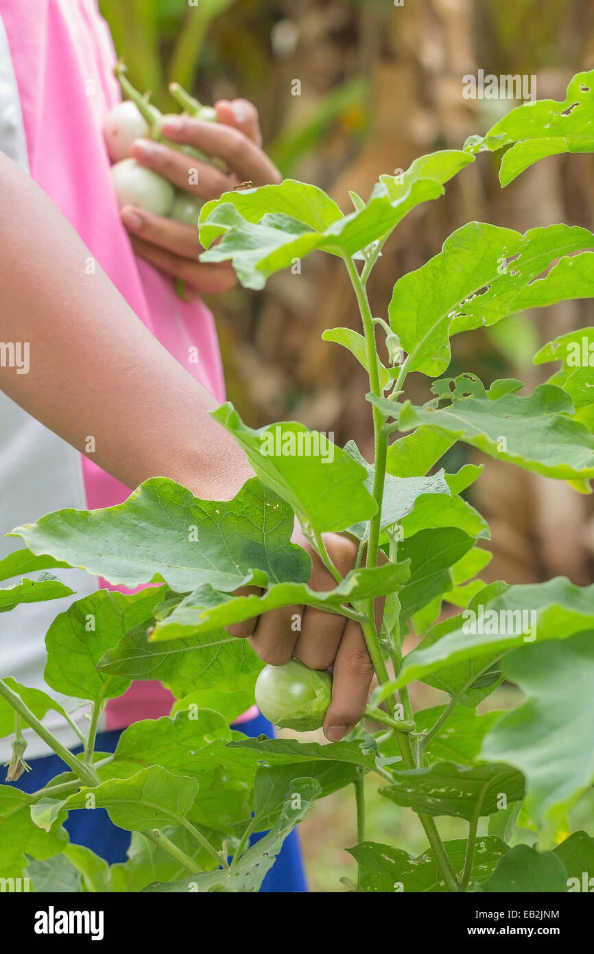 Hand pick green cockroach berry on nature plant tree Stock Photo - Alamy