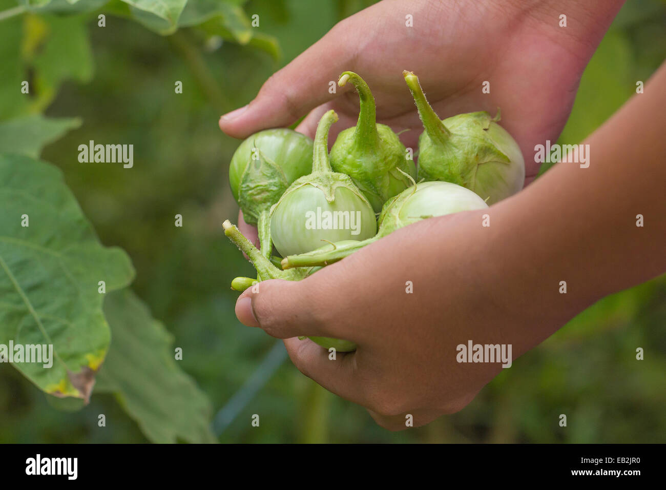 Cockroach plant hi-res stock photography and images - Alamy