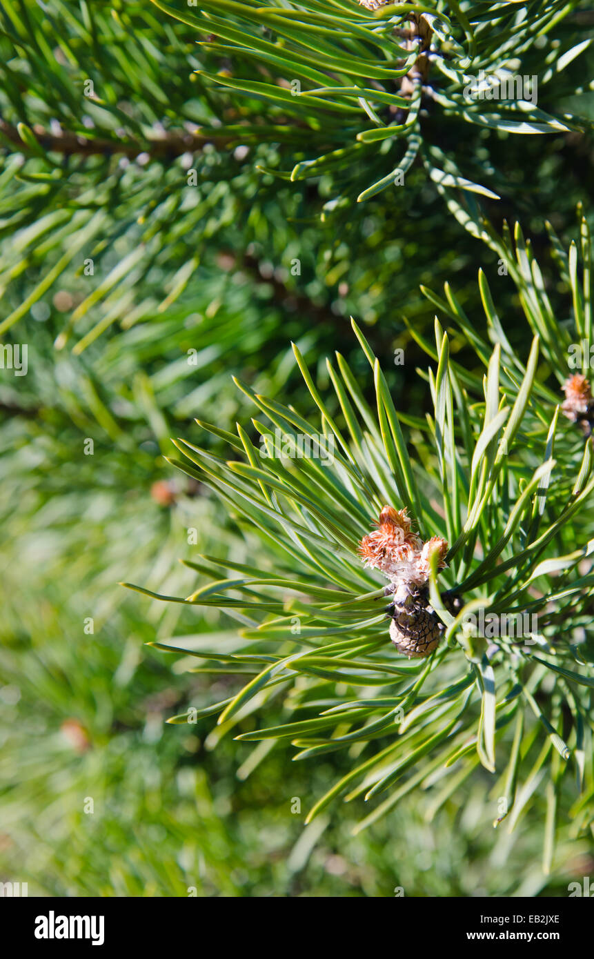 Conifer bud tree spring hi-res stock photography and images - Alamy