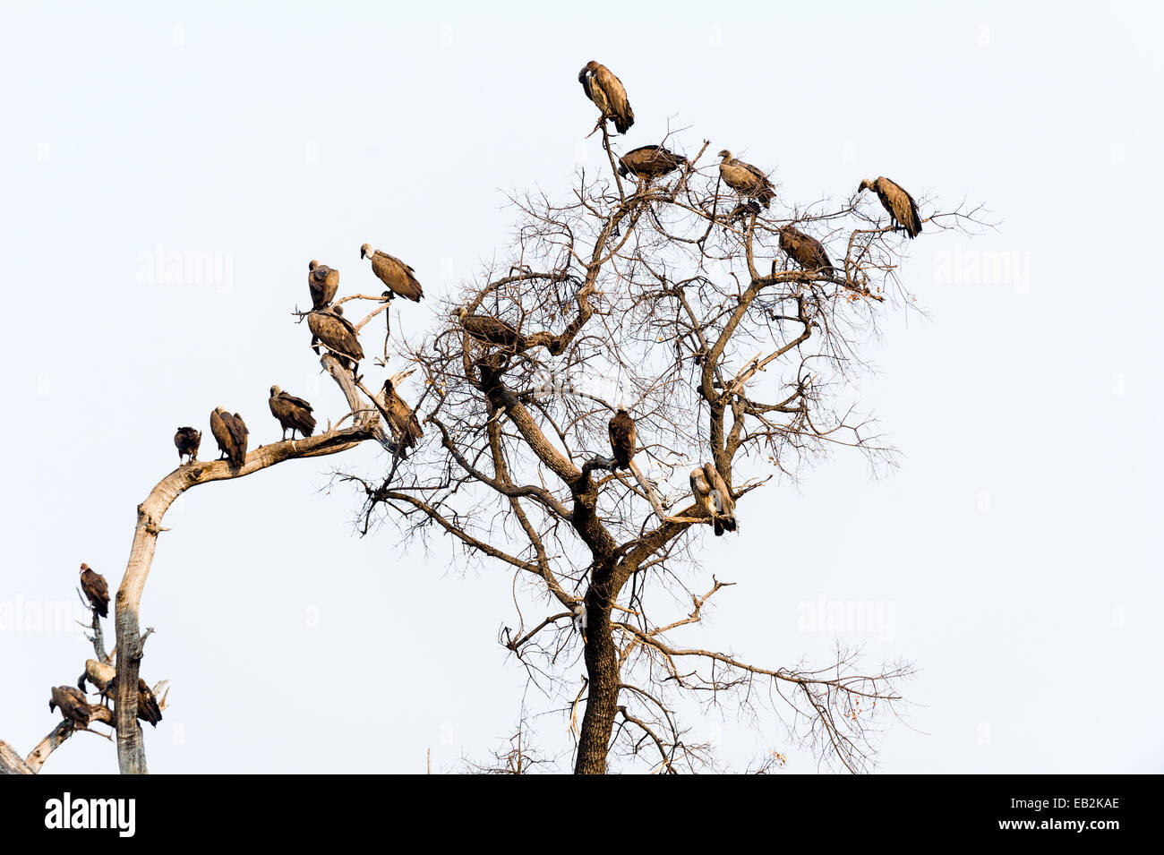 White backed vultures roosting hi-res stock photography and images - Alamy