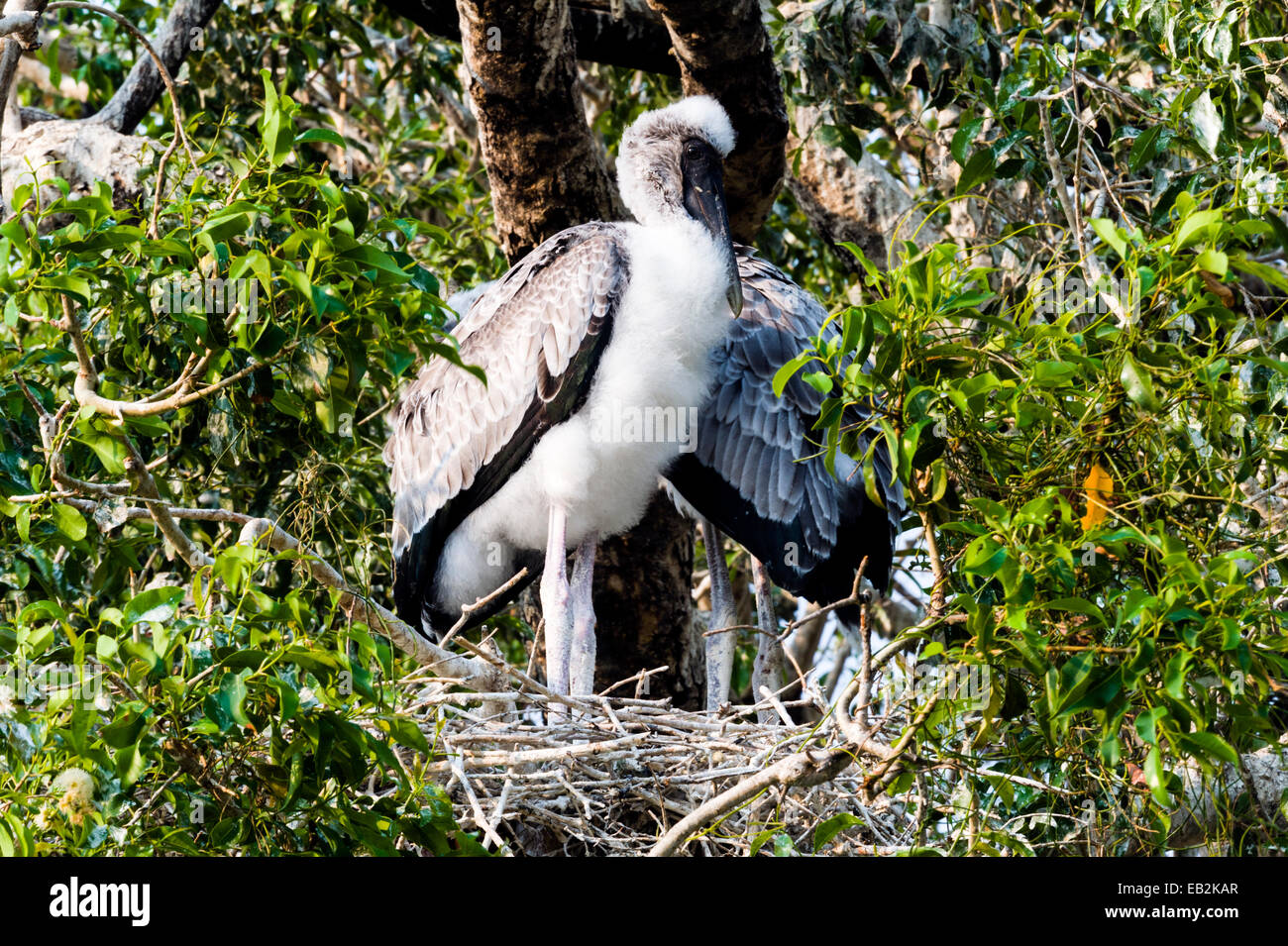 A fluffy Yellow-billed Stork chick standing in it's tree canopy nest ...