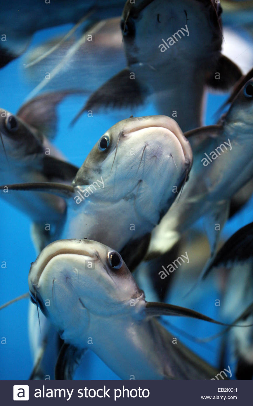 Giant Catfish Stock Photos & Giant Catfish Stock Images - Alamy
