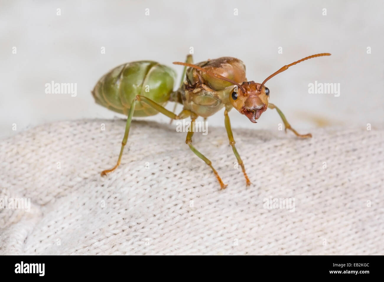 Queen ant hi-res stock photography and images - Alamy