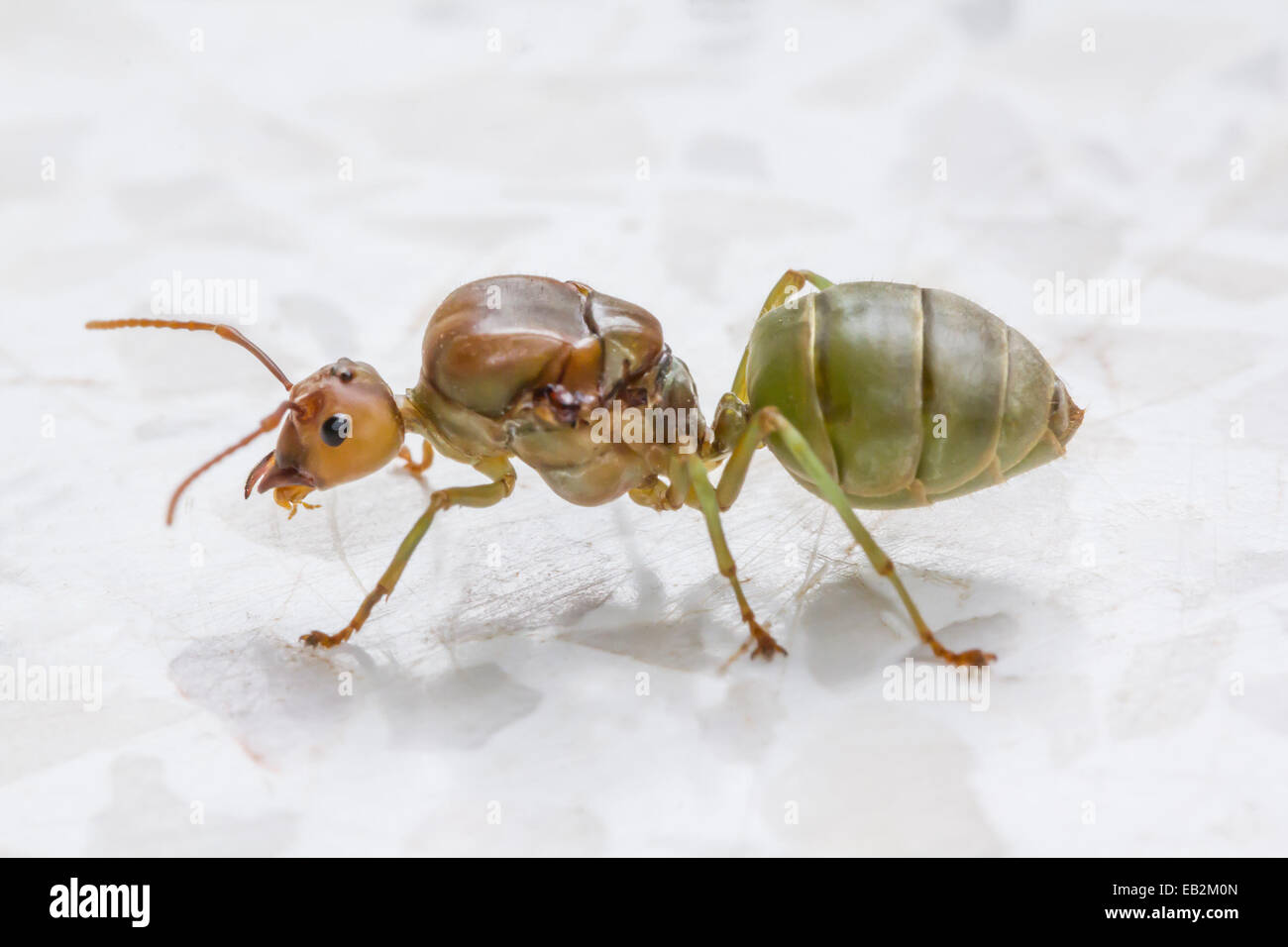 Ant queen hi-res stock photography and images - Alamy