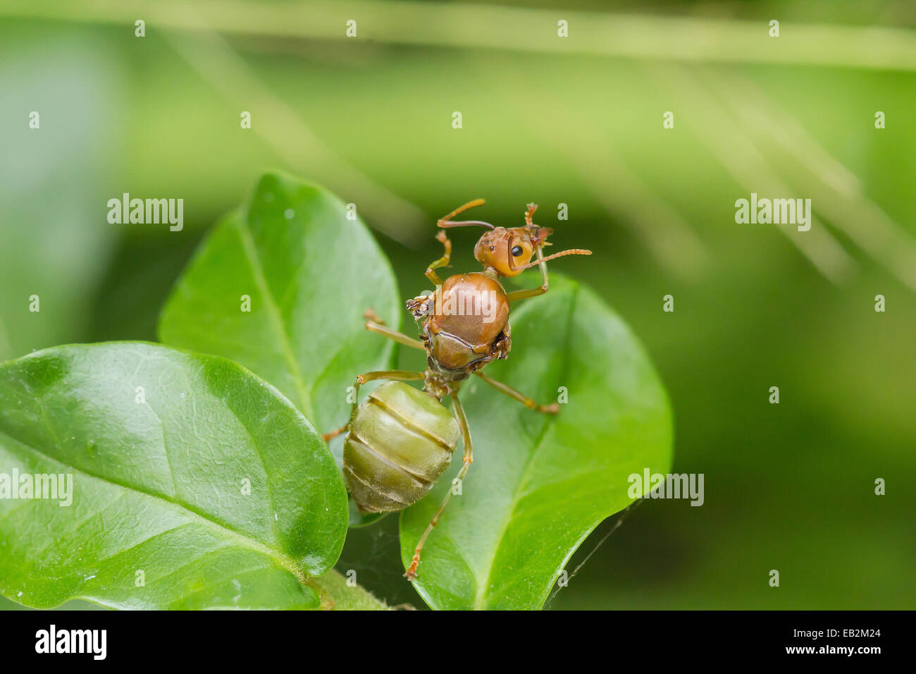 Red ant queen on green leaf Stock Photo - Alamy
