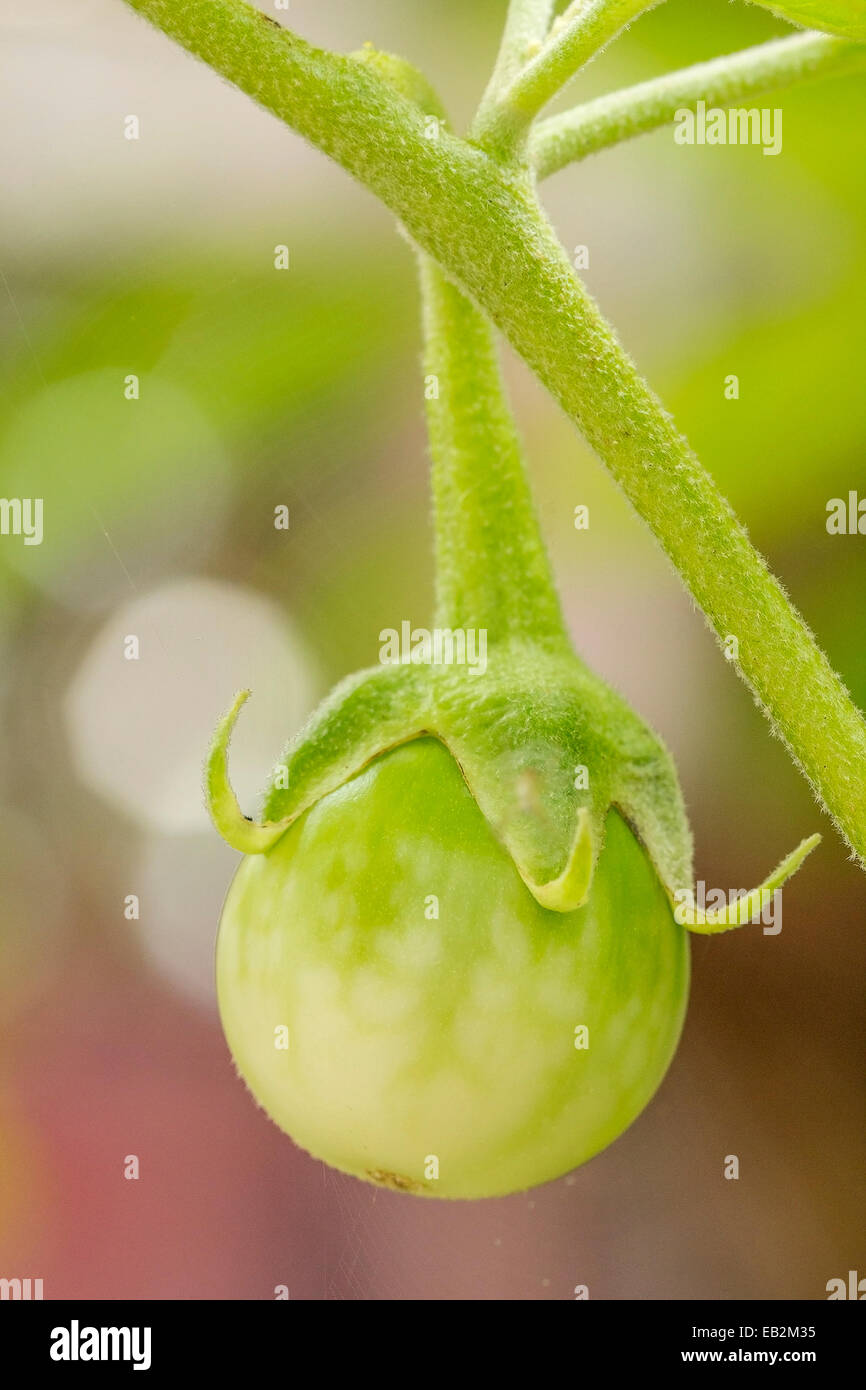Green cockroach berry on nature plant tree Stock Photo - Alamy