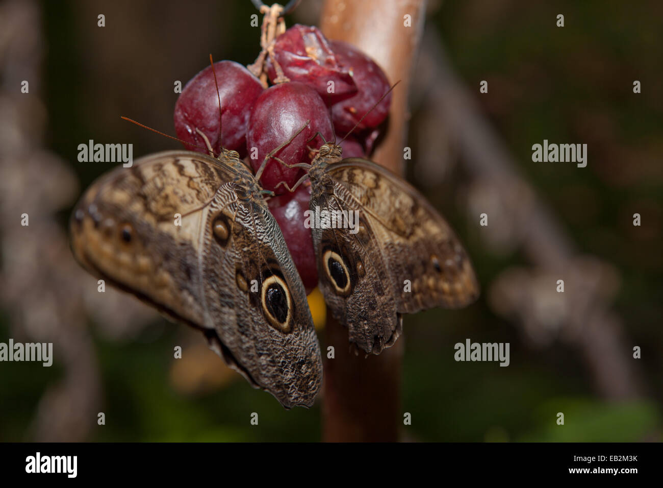 Owl moth butterfly hi-res stock photography and images - Alamy