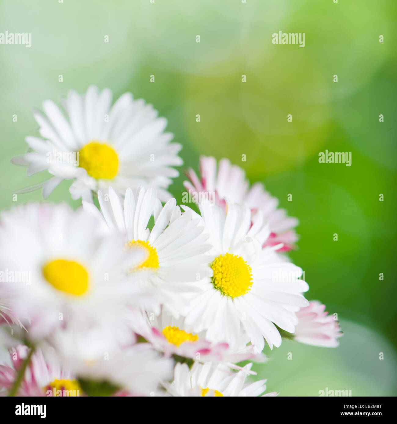 Beautiful daisy hi-res stock photography and images - Alamy