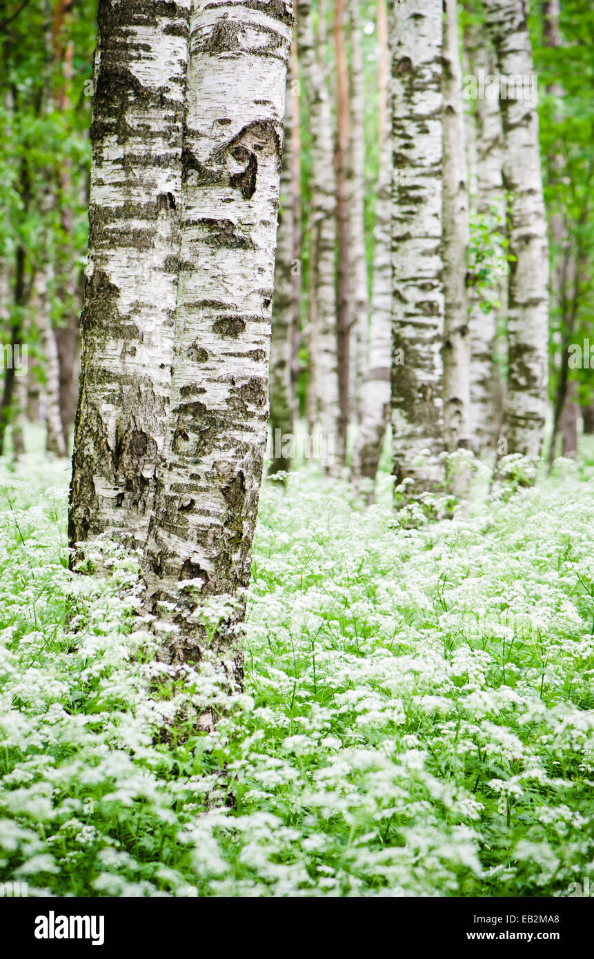 Birch tree flowers hi-res stock photography and images - Alamy