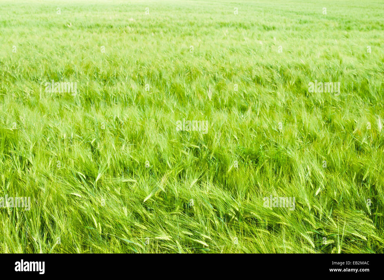 young wheat on farm land Stock Photo - Alamy