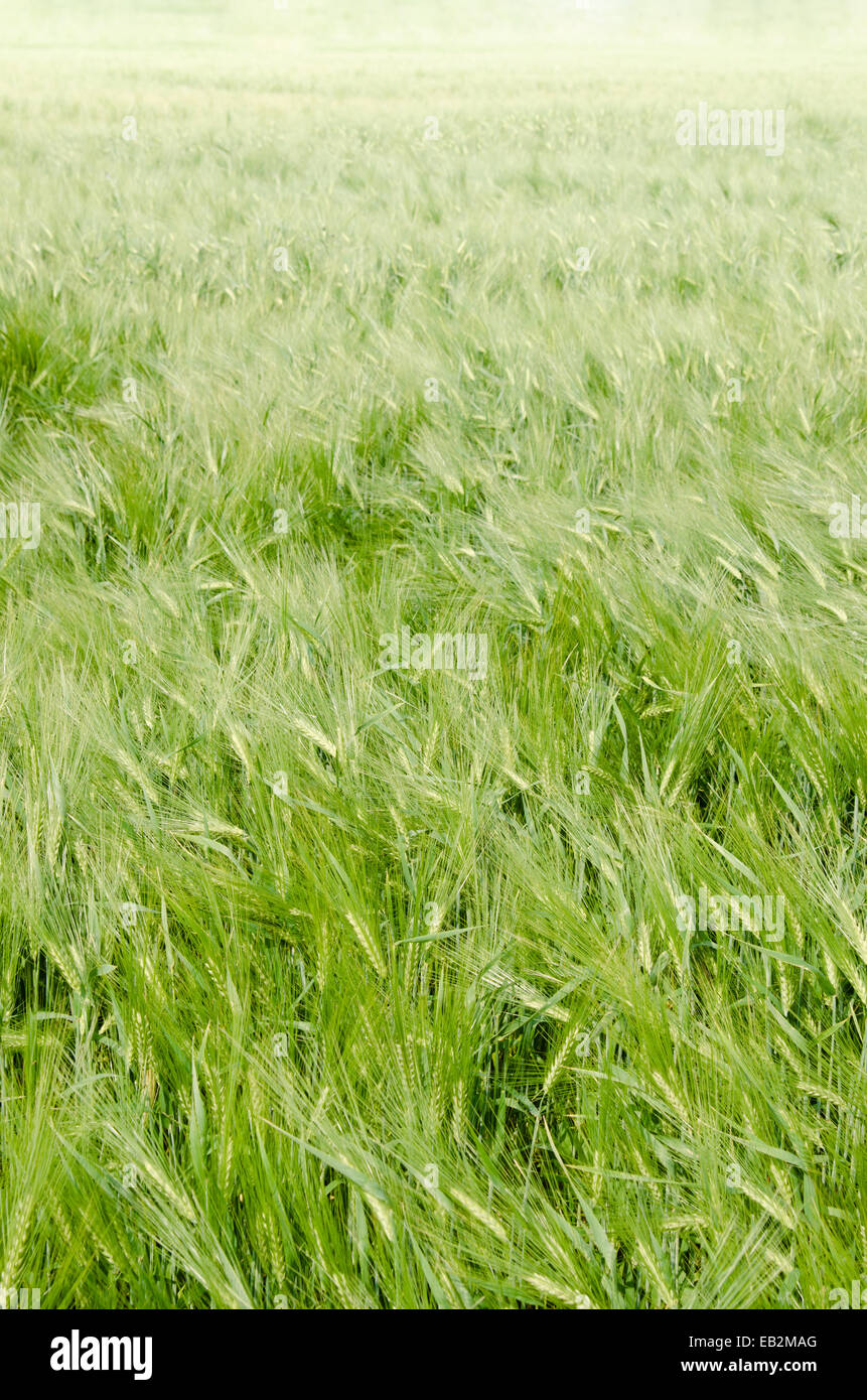 young wheat on farm land Stock Photo - Alamy
