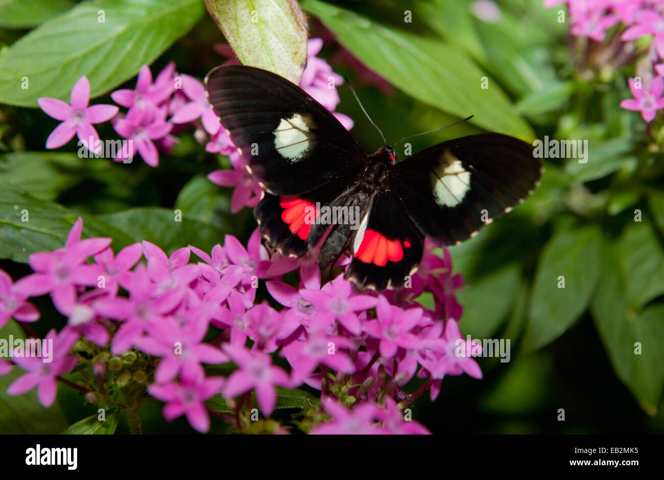 Pink cattleheart butterfly or parides iphidamas hi-res stock ...
