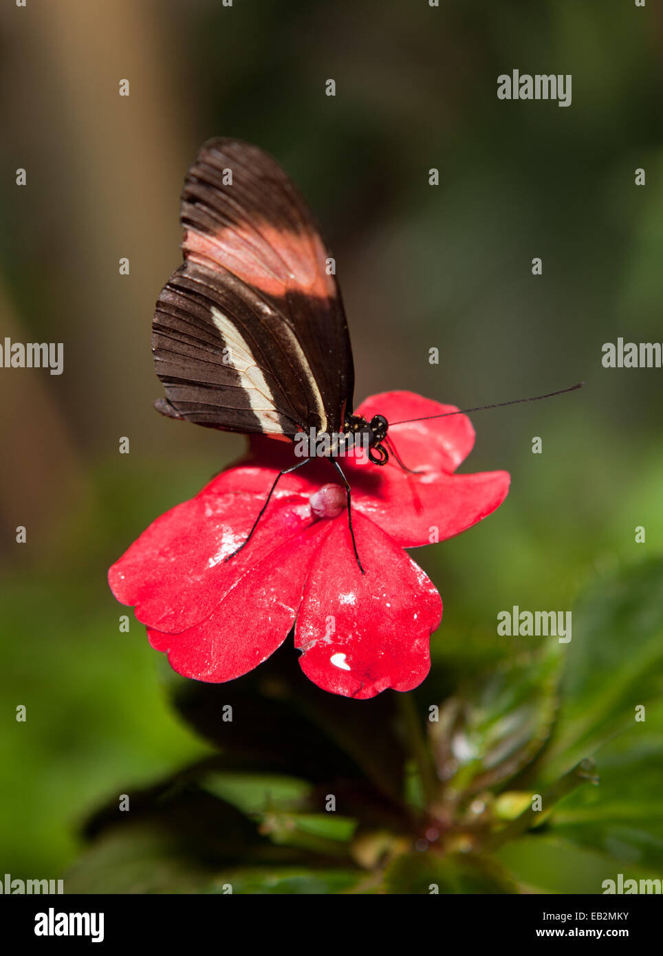 The Postman Butterfly, Heliconius melpomene. These type of Butterflies ...